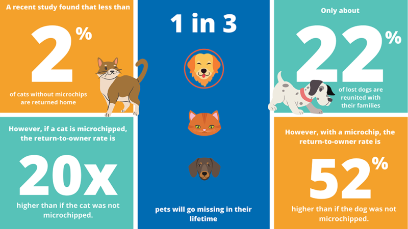 Microchips: Your pet’s ticket home – Pinellas Animal Hospital ...