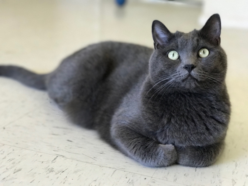 Commitment to Care: Cat Damon – Pinellas Animal Hospital – Pinellas ...