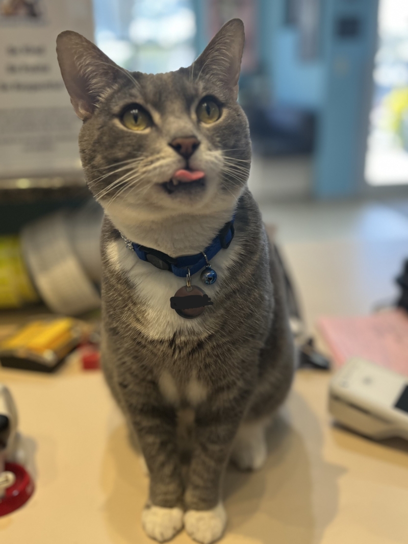 Unleashing the Potential: Why Training Your Cat Matters – Pinellas ...