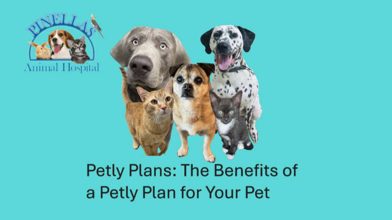 Welcome to Pinellas Animal Hospital – Pinellas Park, FL